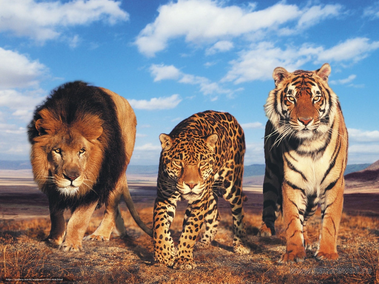 Feline mari - KIDIBOT - Bătăliile cunoașterii