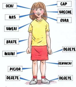 Corpul uman - curiozitati - KIDIBOT - Bătăliile cunoașterii