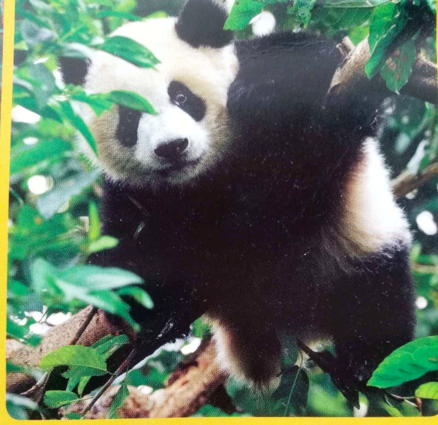 Plante și animale în diferite medii de viață - KIDIBOT - Bătăliile ...