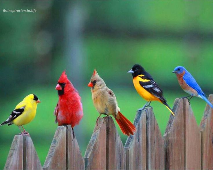 Birds - Pasari - KIDIBOT - Bătăliile cunoașterii