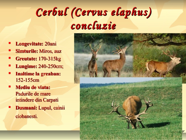 Animale sălbatice din pădurile ţării noastre (1) Cerbul - KIDIBOT ...