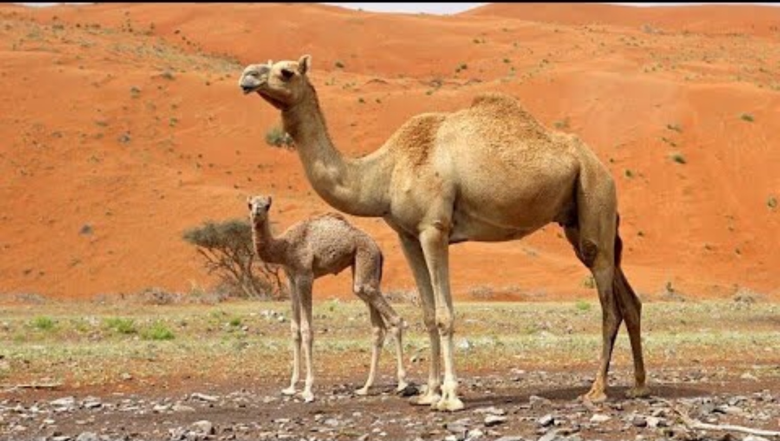 Curiozități despre cămile - KIDIBOT - Bătăliile cunoașterii