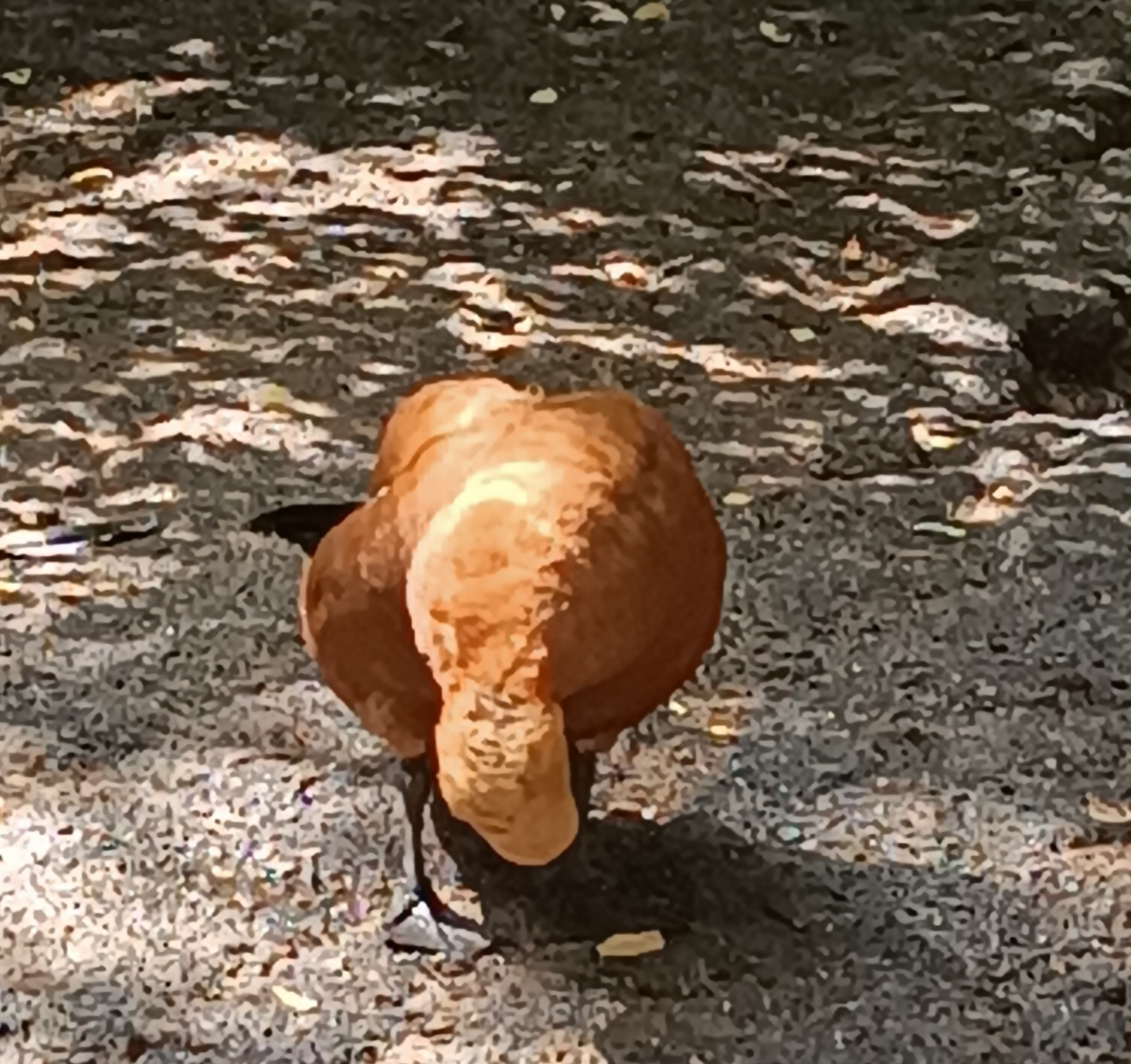 Am ajutat o rață - KIDIBOT - Bătăliile cunoașterii