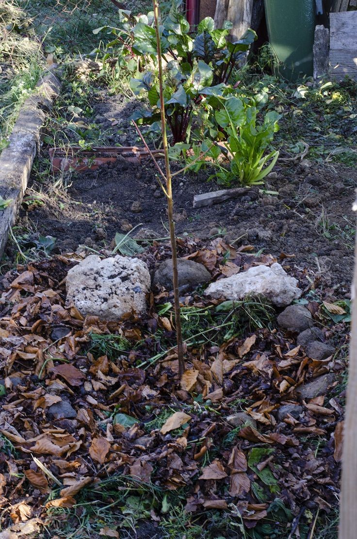 Plantăm copaci - KIDIBOT - Bătăliile cunoașterii